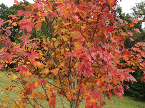 Exotic plants in "David Ives garden on Mount Tamborine